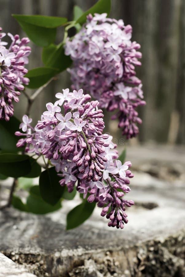 Lilacs stock photo. Image of spring, green, lilac, bouquet - 14372708