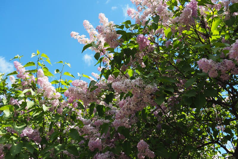 Lilacs Blooming in the Spring. Flower Stock Photo - Image of leaf ...