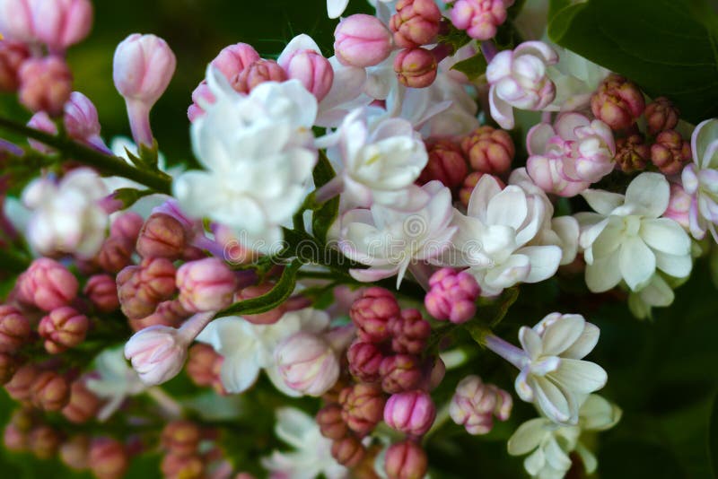Lilacs Blooming in Spring Scene. Spring Blooming Pink Flowers Stock ...