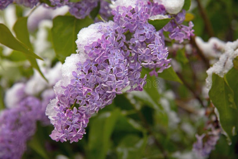 Lilacs covered with snow stock image. Image of time - 216715127