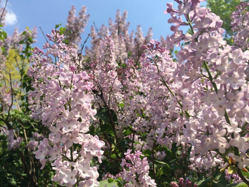 Lilacs stock photo. Image of swinging, lilacs, fragrant - 53715176