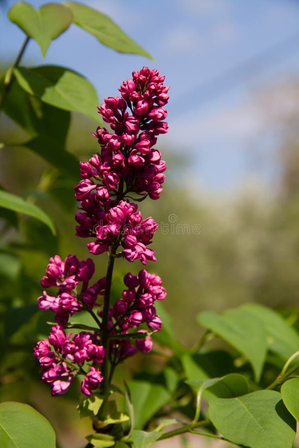 Lilacs grow in spring stock photo. Image of apple, fragile - 39567986