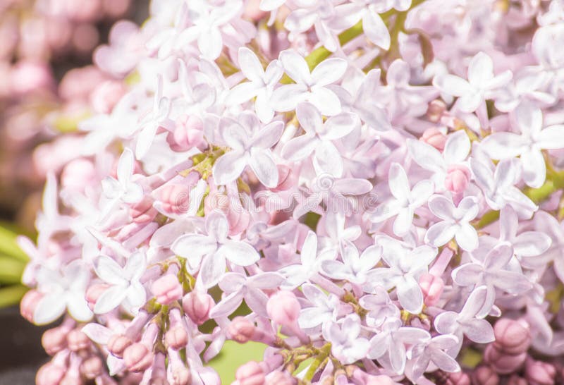 Lilacs Light Fresh Background Stock Photo - Image of floral, flowers ...