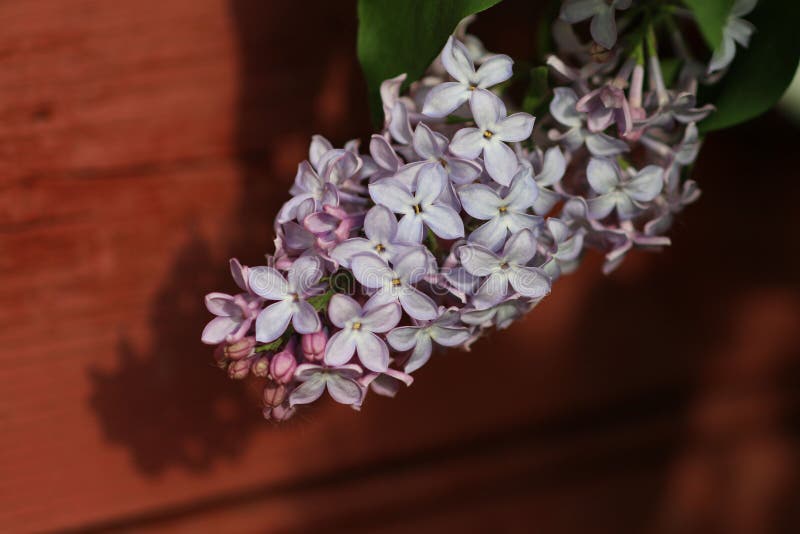 Lilacs by the Old Red Wall. Stock Photo - Image of grythengen ...