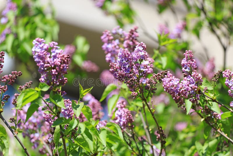 Lilacs in Spring stock image. Image of flower, forest - 148249893