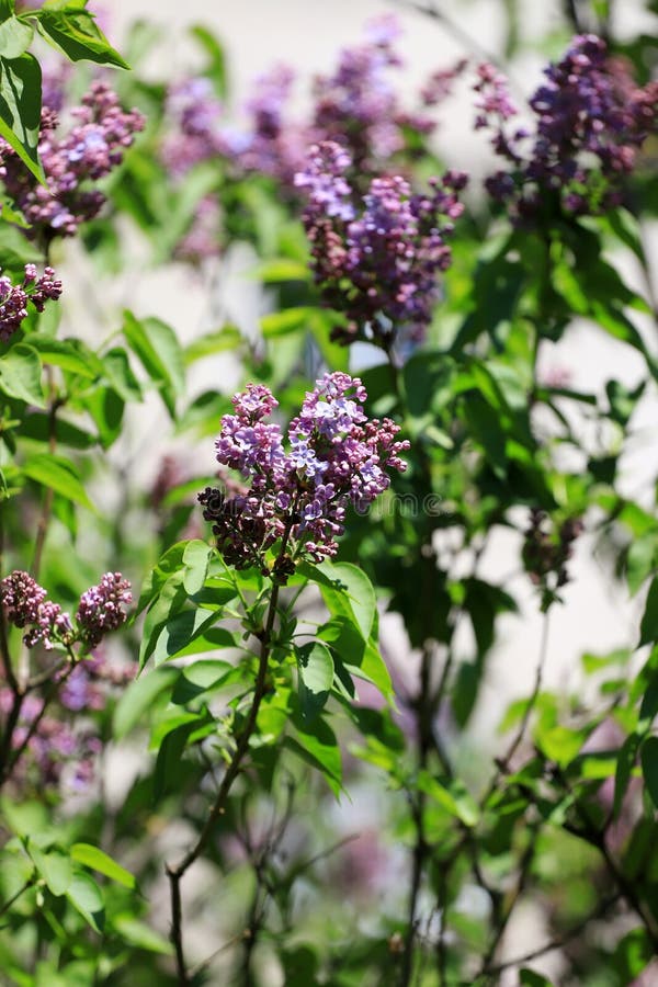 Lilacs in Spring stock image. Image of flower, forest - 148249893
