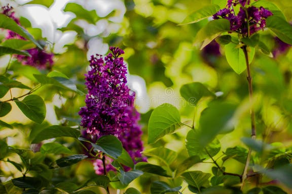 Lilacs in summer days stock photo. Image of purple, summer - 180965150