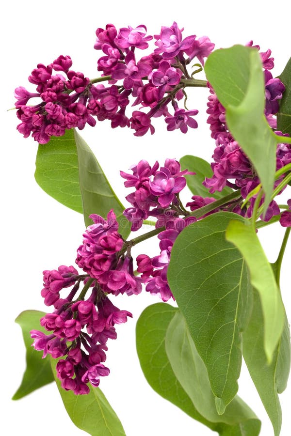 Lilas de branchement image stock. Image du bouquet, floral - 9507601