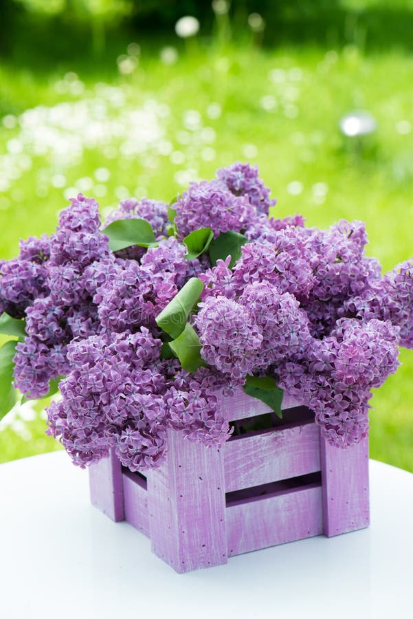 Lilas pourpre photo stock. Image of lame, botanique, été - 31225688