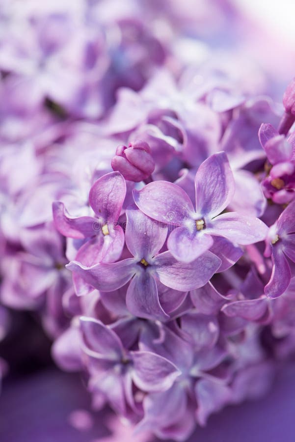 Lilas pourpre photo stock. Image of lame, botanique, été - 31225688