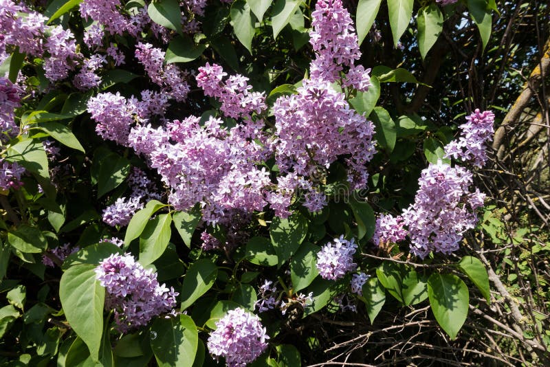 Lilas pourpre au printemps image stock. Image du saison - 92031703