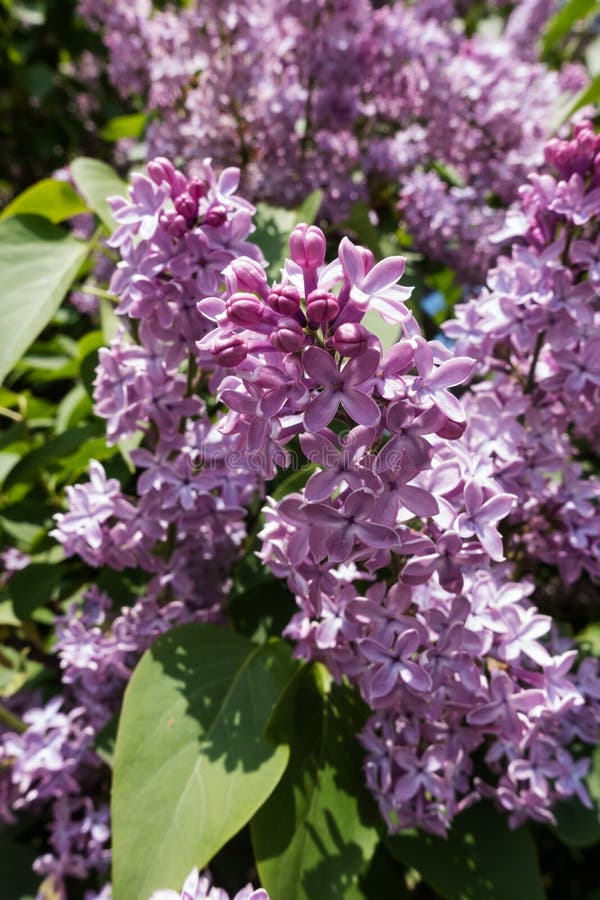 Lilas pourpre au printemps image stock. Image du saison - 92031703
