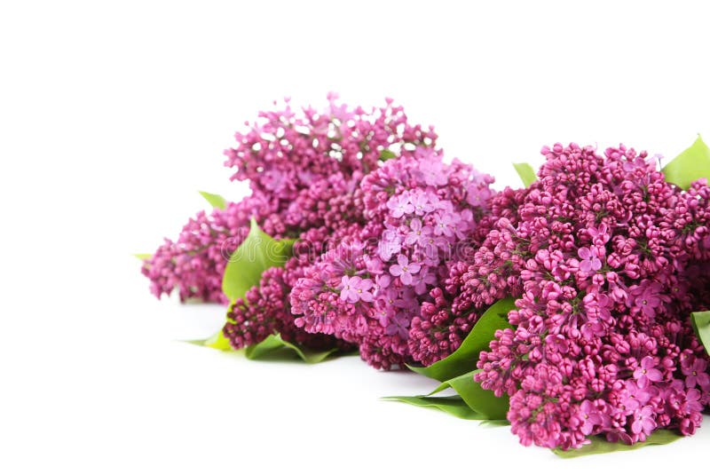 Fleurs lilas pourpres image stock. Image du lame, fleur - 57021767