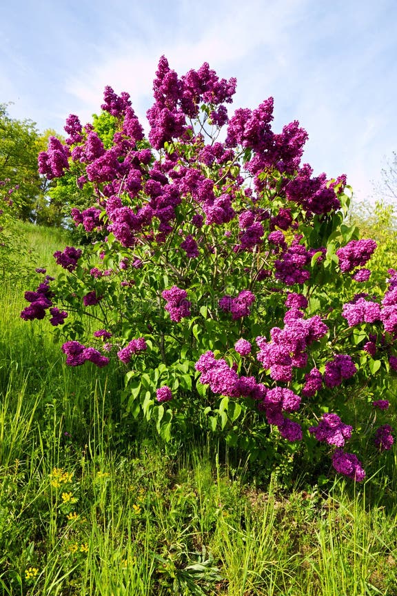 Lilas pourpré image stock. Image du branchement, couleur - 92349375