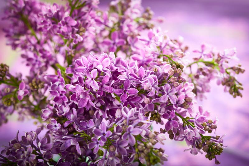 Lilas violet image stock. Image du groupe, bouquet, attrayant - 37882105