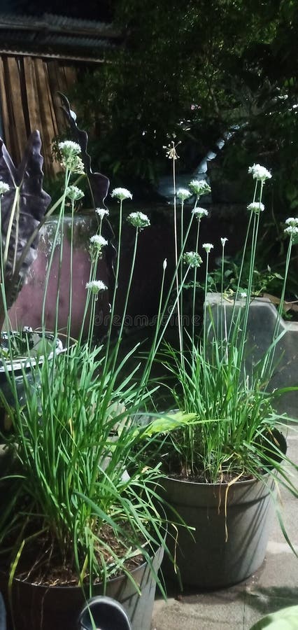 Lili flower in night stock photo. Image of grass, backyard - 265403066