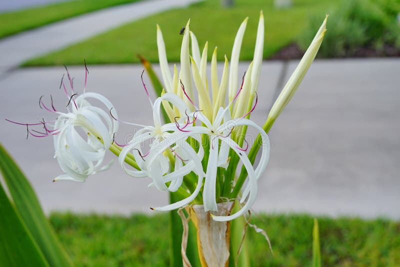 Lilies Flowers Florida at Kendra Mayes blog