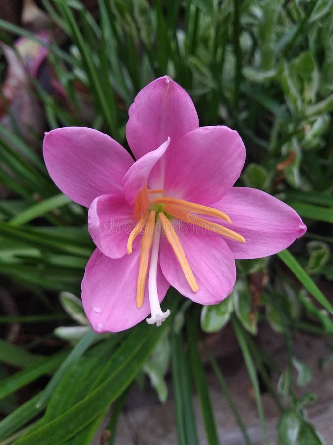 Hermosa Flor De Lili Naranja Foto de archivo - Imagen de hoja ...