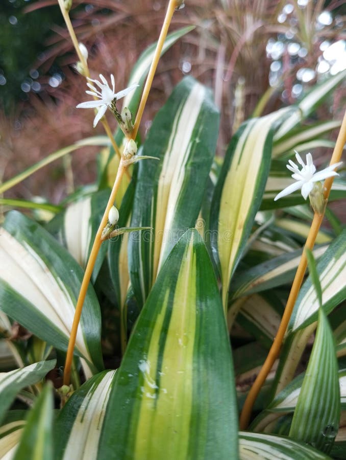 Lili Paris in the park stock image. Image of paris, lili - 309126901