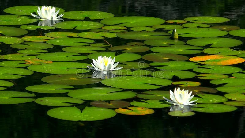 Lilia stock photo. Image of scene, plant, bush, flower - 46770814