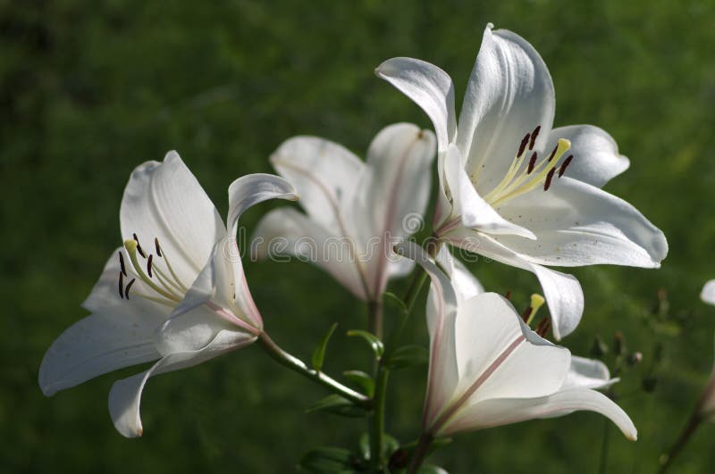 Lilia flowers close up stock image. Image of colour, flower - 32612423