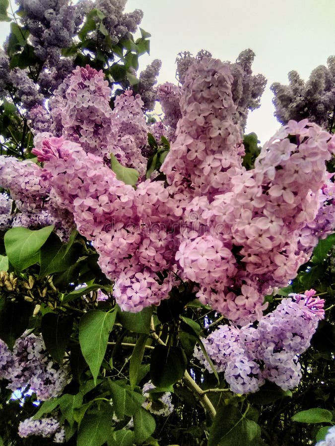 Liliac blooms 2020 stock image. Image of pink, liliac - 181007801