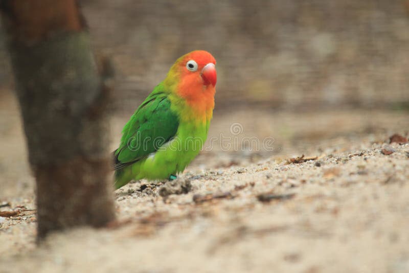 Lilian`s Nyasa Lovebird, Agapornis Lilianae, Green Red Green Small ...