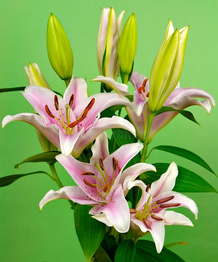 Lilien stockfoto. Bild von leben, geschenk, getrennt, garten - 1063634