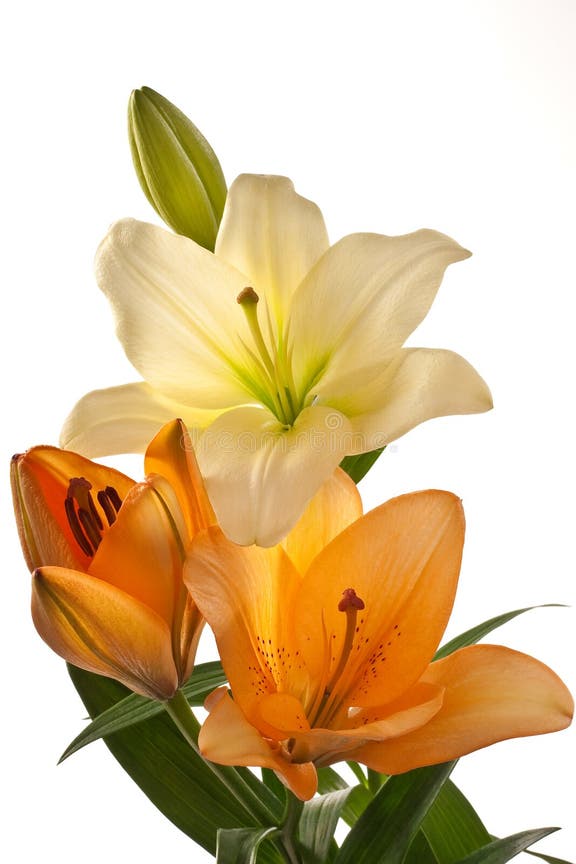 Lilies stock image. Image of elegant, color, lilly, orange - 10018779