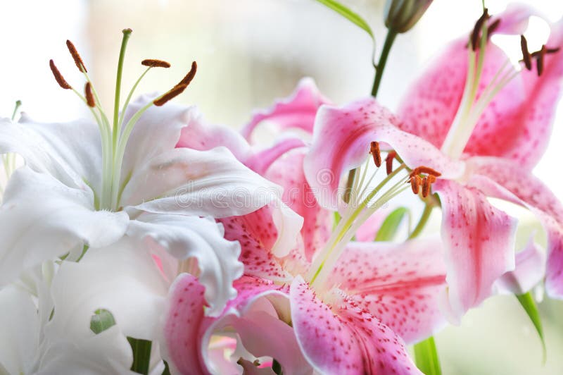 Lilies stock photo. Image of bunch, bouquet, petal, gift - 13784926