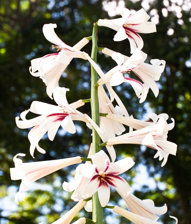 Lilies stock photo. Image of arboretum, seattle, liliaceae - 26242568