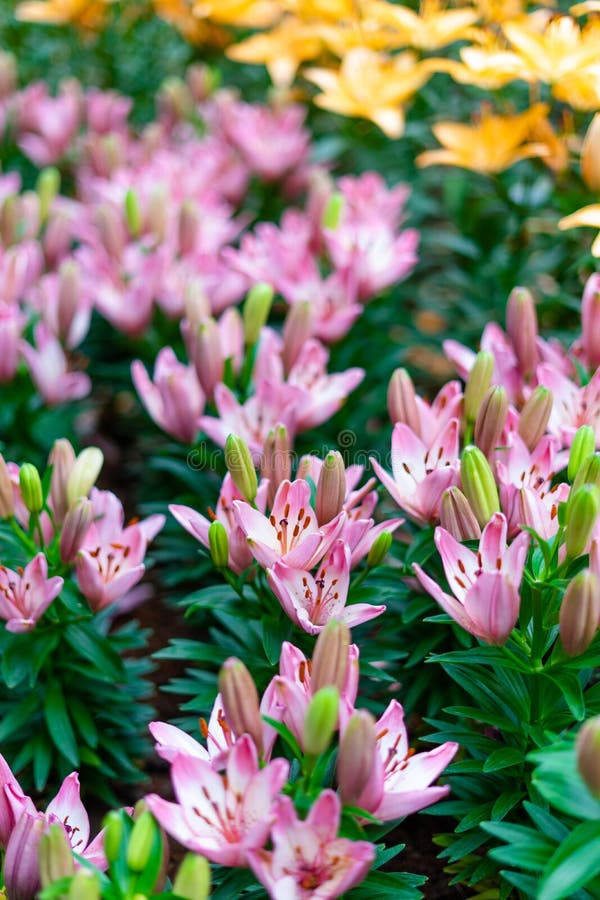Lilies Flowers Bouquet in the Garden. Spring Flowers Stock Photo ...