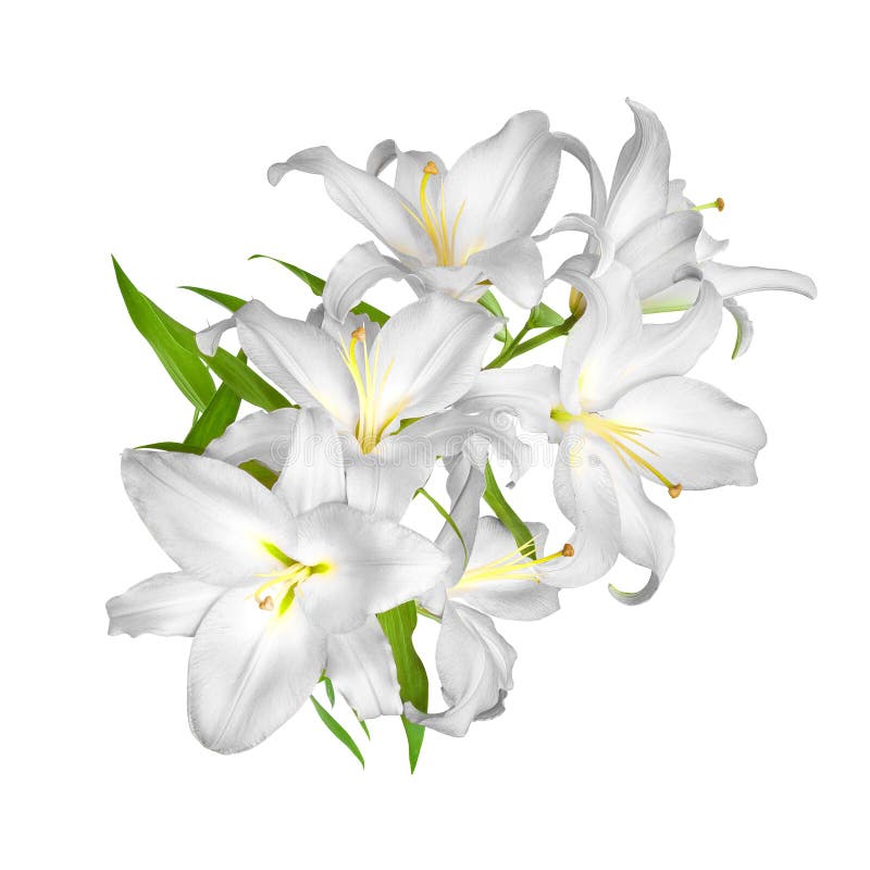 Lilies Flowers. White Lilies Stock Image - Image of bouquet ...