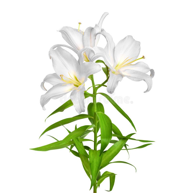 Lilies Flowers. White Lilies Stock Image - Image of floral, white ...