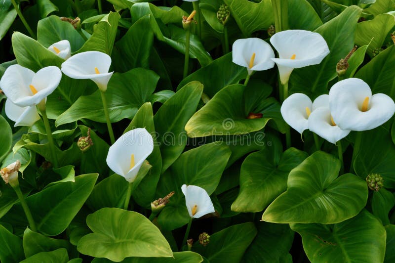 A Closeup of Lilies in a Garden at Sydney Editorial Stock Image - Image ...