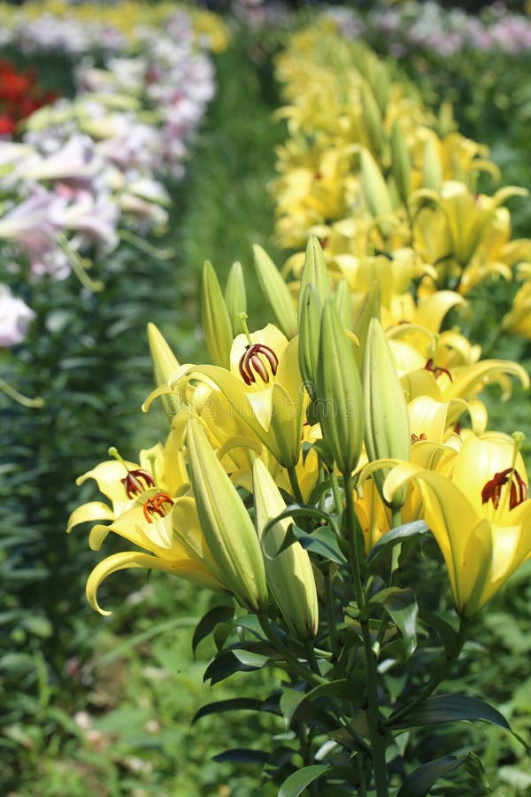 Lilies garden stock photo. Image of straight, full, line - 56080868
