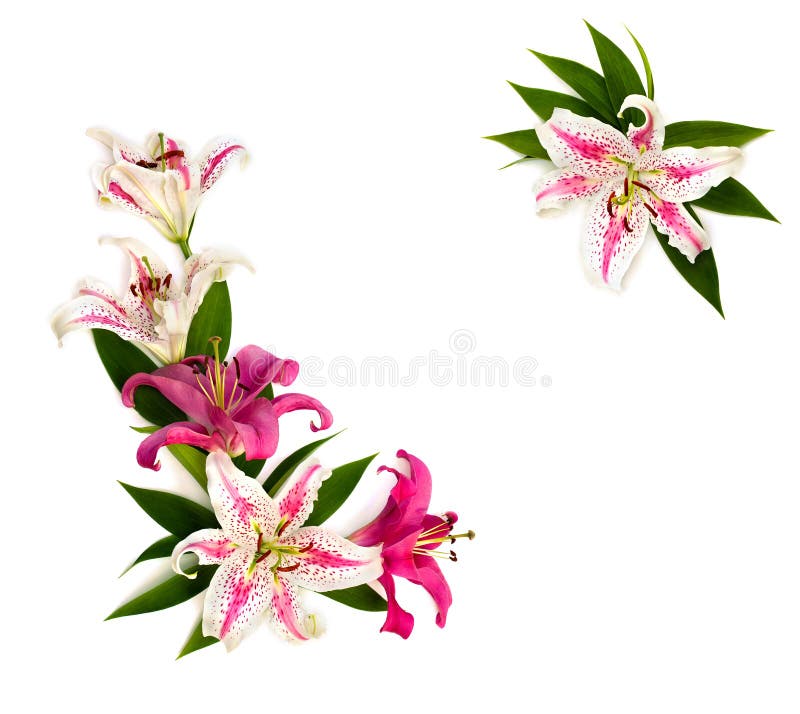 Lilies Lily Dizzy and Pink Lilies on a White Background with Space for ...