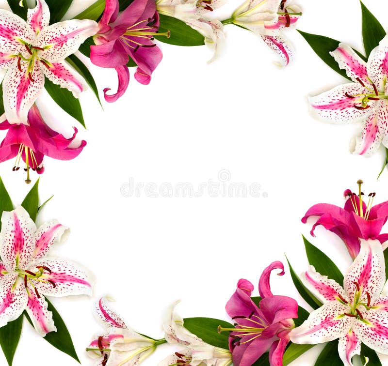 Lilies Lily Dizzy and Pink Lilies on a White Background with Space for ...
