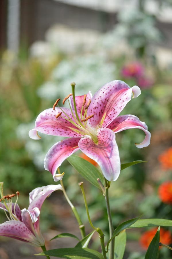 Lilije Stock Photos - Free & Royalty-Free Stock Photos from Dreamstime