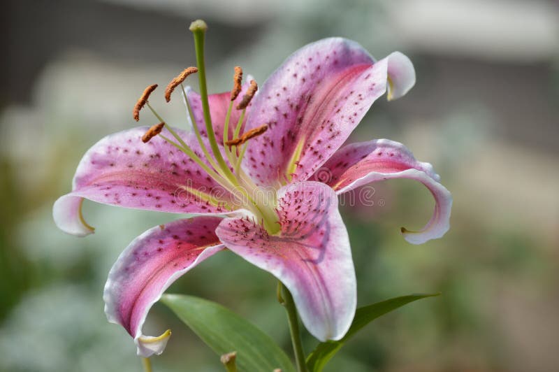 Lilije Stock Photos - Free & Royalty-Free Stock Photos from Dreamstime