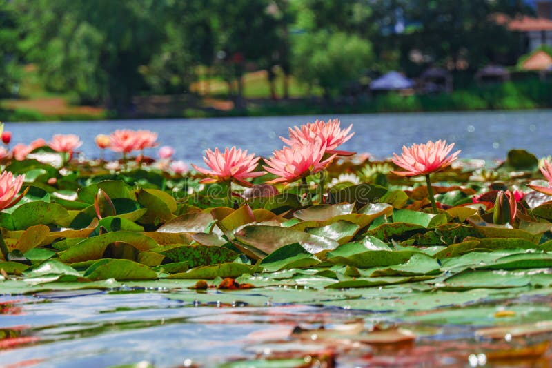 Lilies of Pink Color in the Pond Stock Image - Image of garden, lily ...