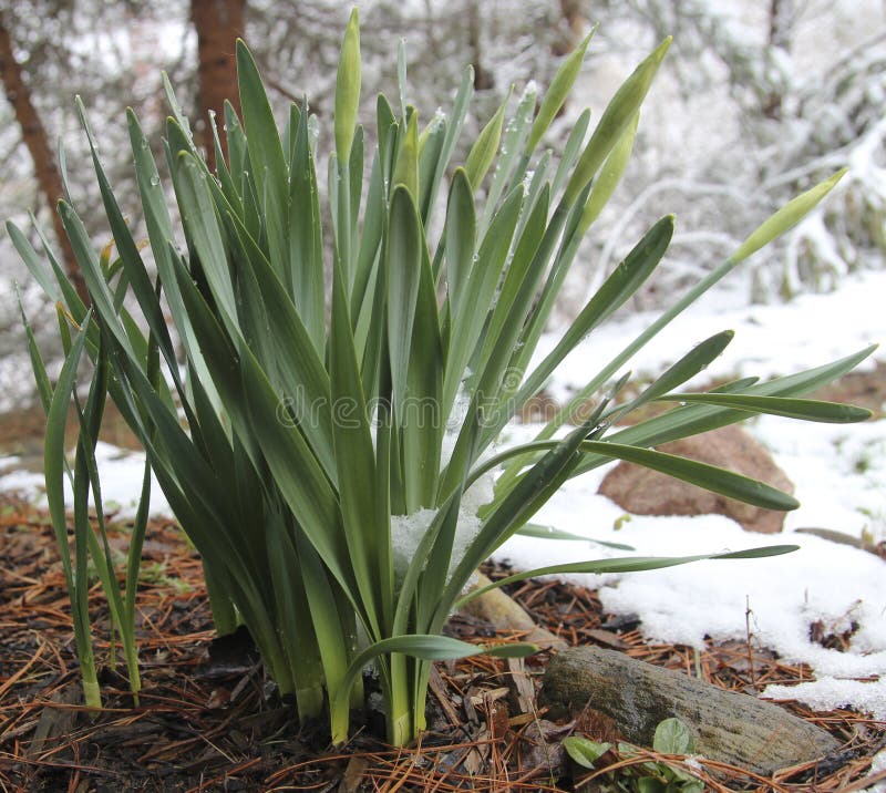 Daffodils in the Snow stock photo. Image of lily, hope - 39848418