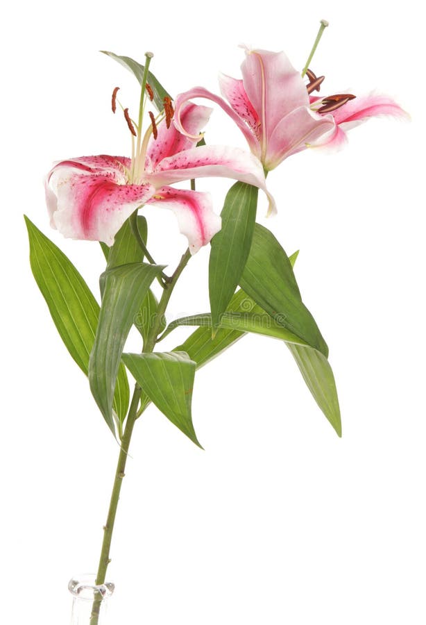 Lilies in a studio cutout stock image. Image of lilium - 9809523
