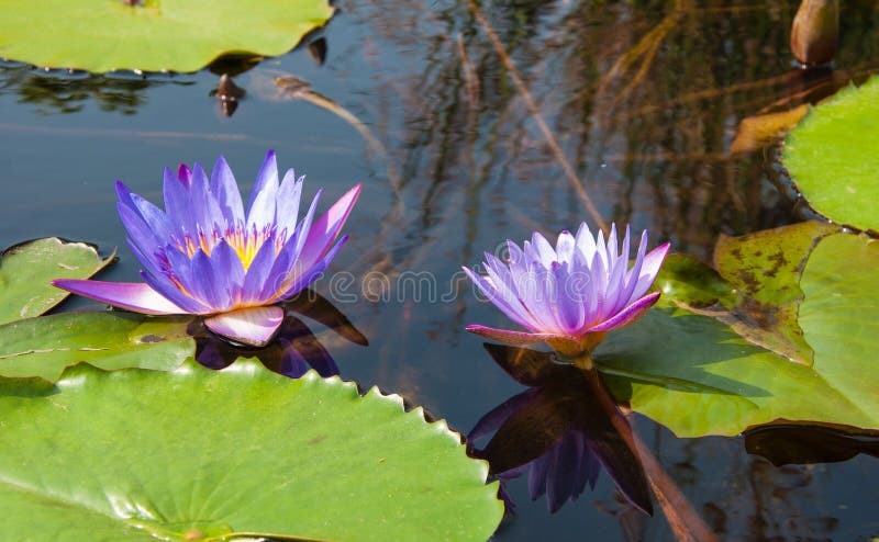 Lilies stock image. Image of lily, pond, nature, purple - 48247115