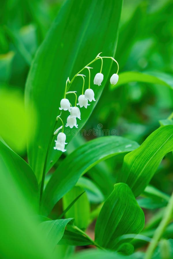 Lilies of the Valley Beautiful White Flowers Stock Photo - Image of ...