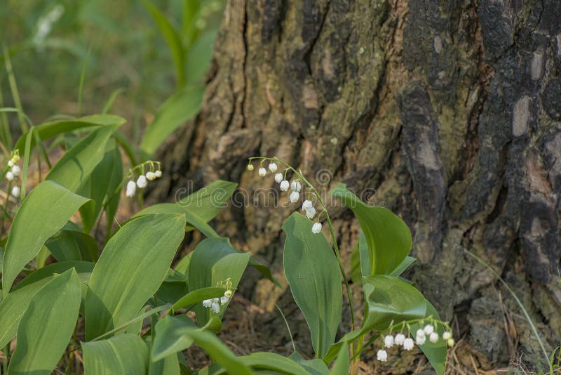 Forest Lilies of the Valley Stock Photo - Image of forest, flowers ...