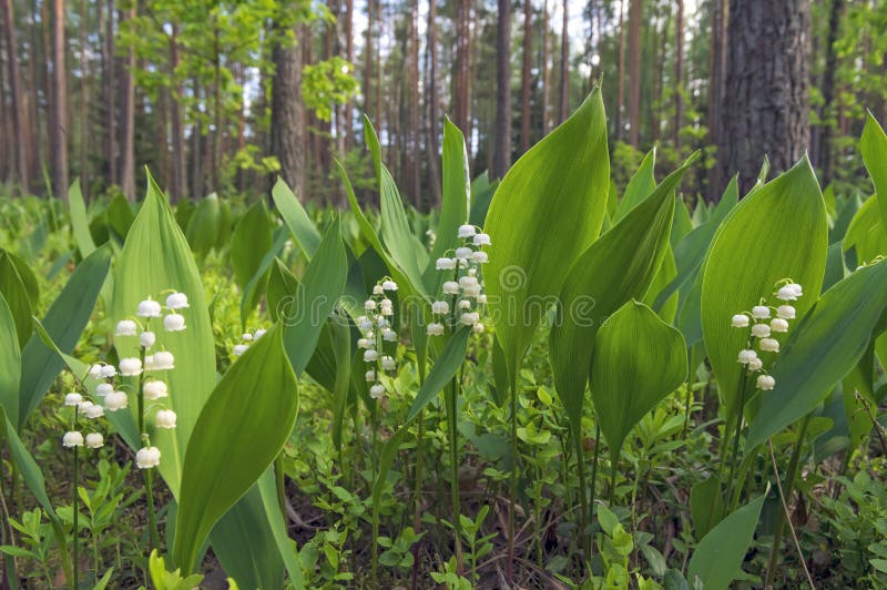 Lilies of the Valley in the Forest Stock Photo - Image of bunch, lilies ...
