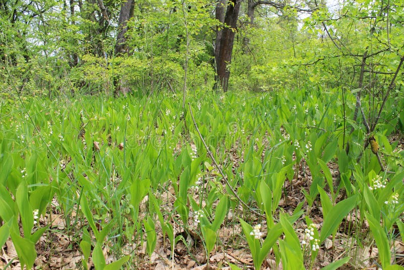 Lilies of the Valley in Forest Stock Photo - Image of branch, green ...