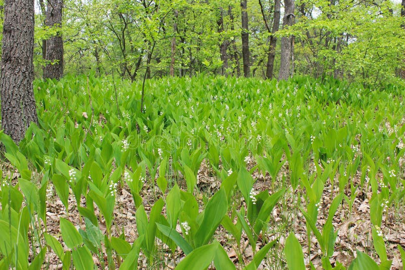 Lilies of the Valley in the Forest Stock Image - Image of awakening ...