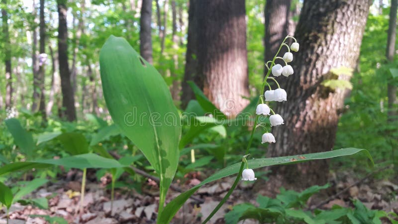 Lilies of the Valley in the Forest. Wildlife Stock Image - Image of ...